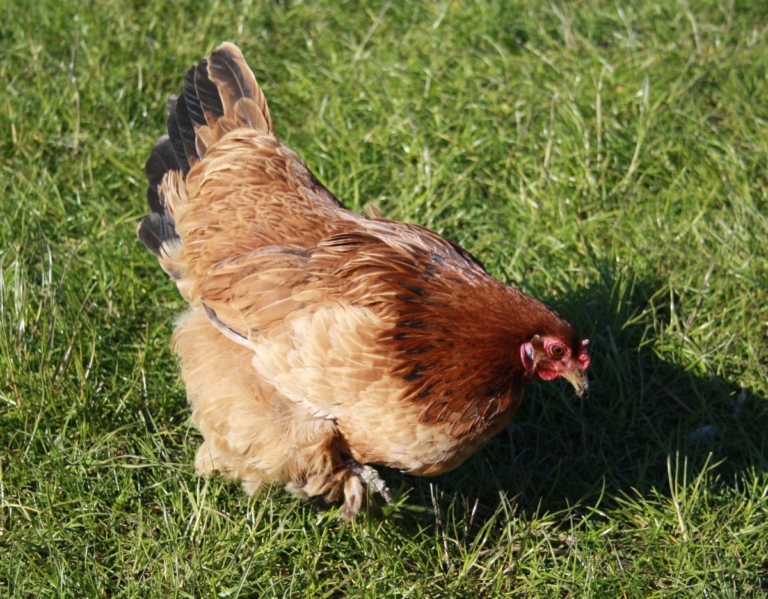 Warum legen Hühner Eier? - Warum tun sie das jeden Tag und ohne Hahn?