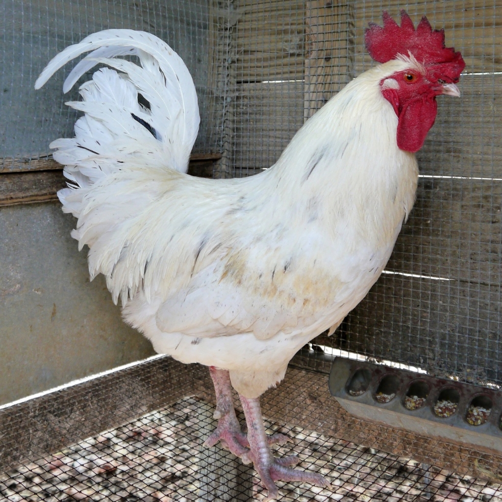 Plymouth Rock Huhn: Fotos, Legeleistung, Eigröße und Haltung auf einen ...