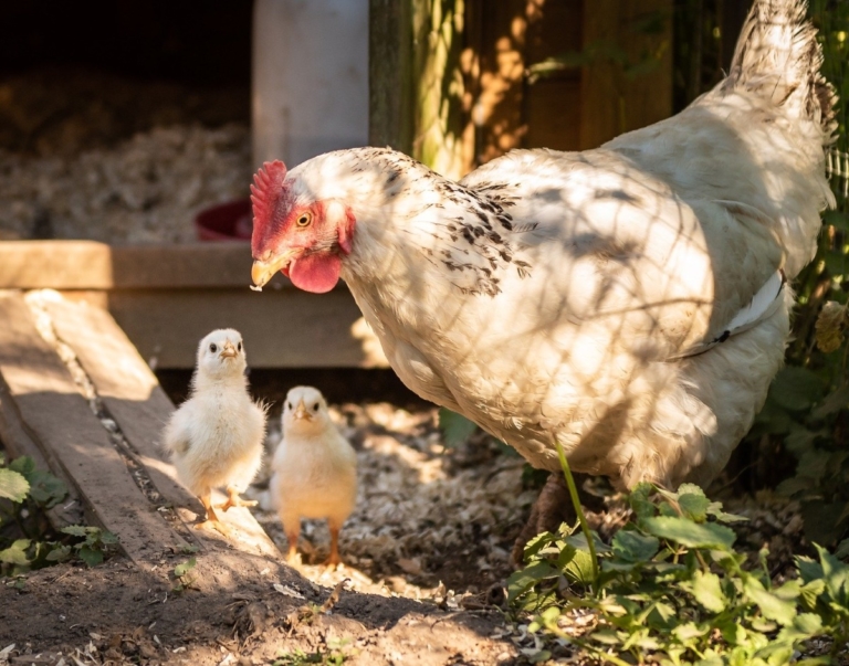 Hühnerhaltung mit Kindern: Kinderfreundliche Hühnerrassen und Tipps!