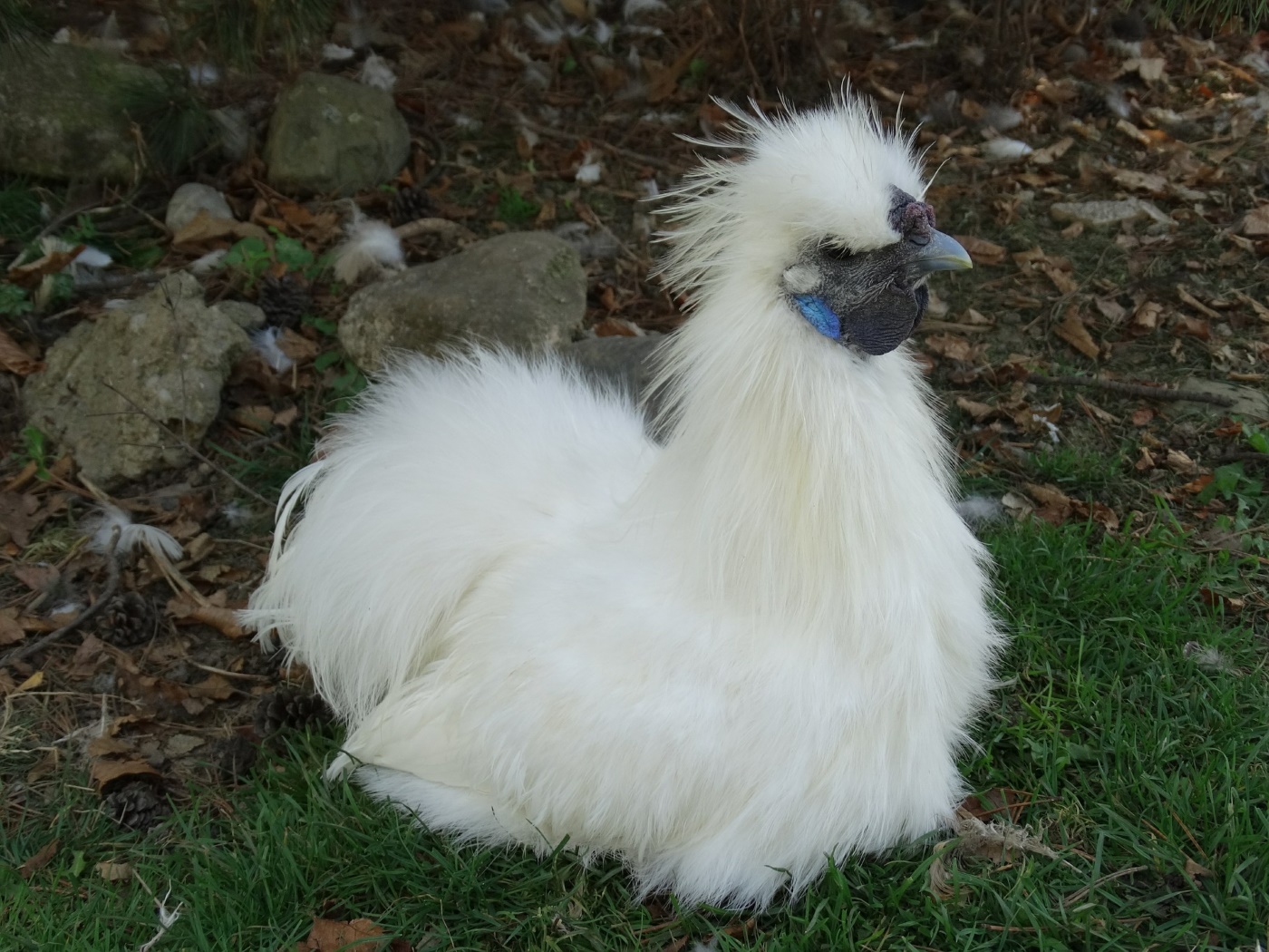 Hühnerhaltung leicht gemacht - Tipps rund um die Hühnerhaltung