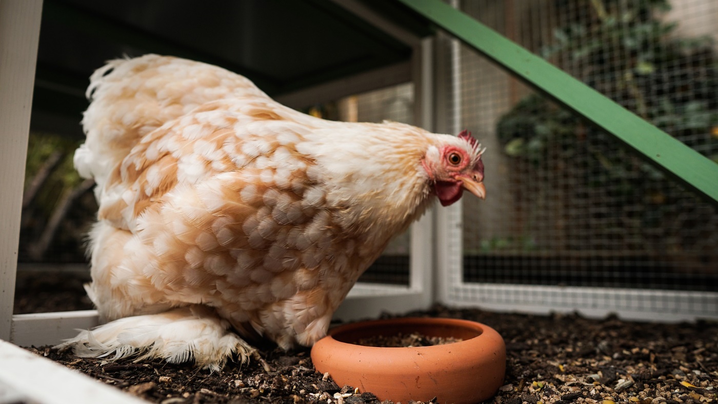 Cochin Huhn im Portrait: Legeleistung, Eigewicht und Besonderheiten