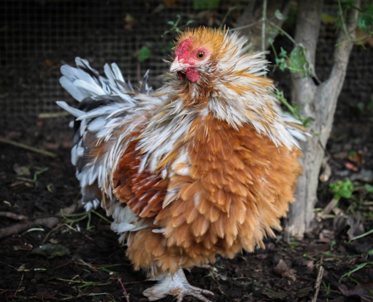 Sundheimer Huhn im Portrait: Legeleistung, Eigewicht und Besonderheiten