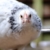 Sundheimer Huhn im Portrait: Legeleistung, Eigewicht und Besonderheiten