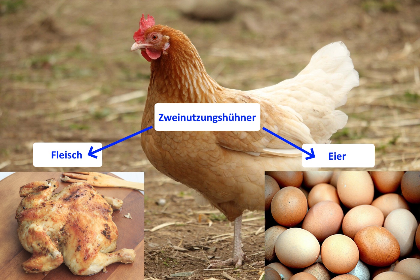 Paduaner Huhn Portrait: Legeleistung und Besonderheiten in der Haltung