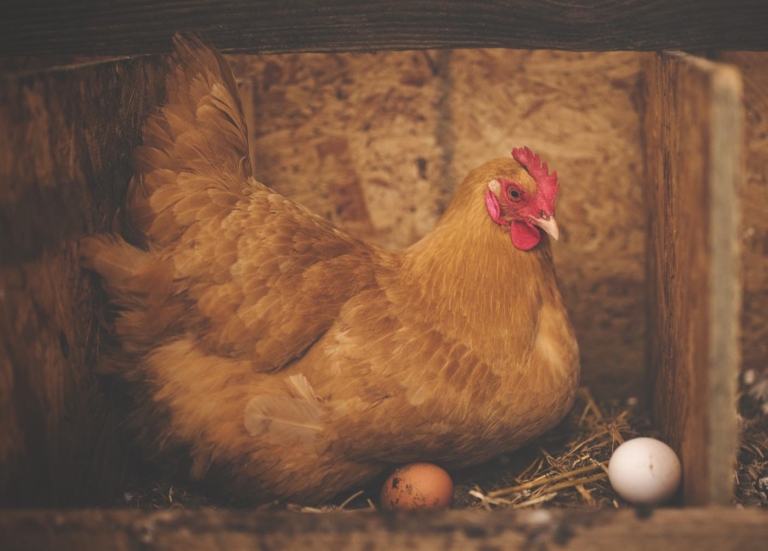 Huhn entglucken - So dem Huhn schonend das Glucken abgewöhnen!
