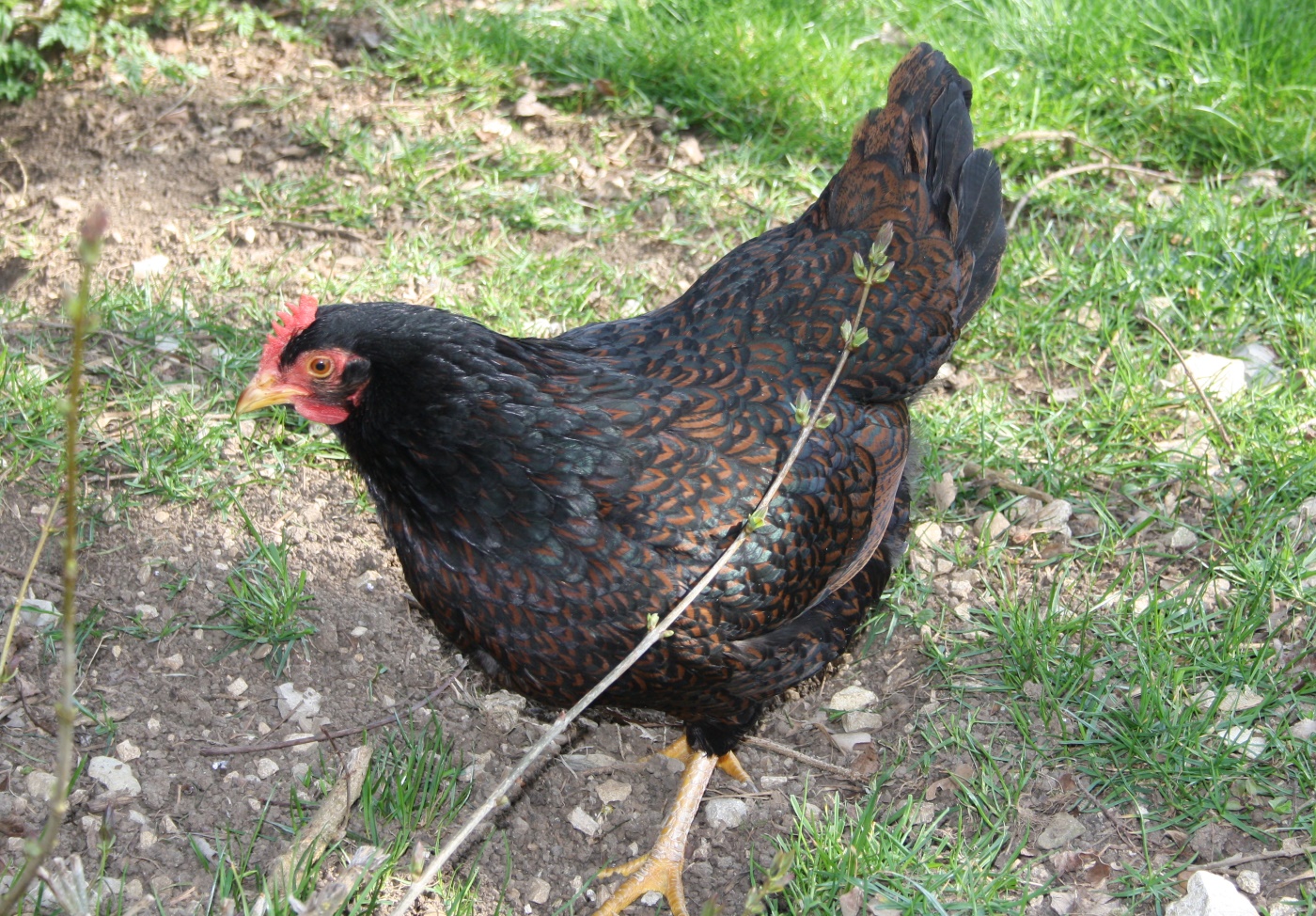 Barnevelder Hühner: Legeleistung und Besonderheiten in der Haltung