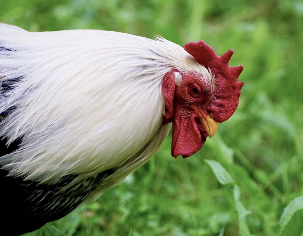 Welsumer Hühner: Legeleistung und Besonderheiten in der Haltung