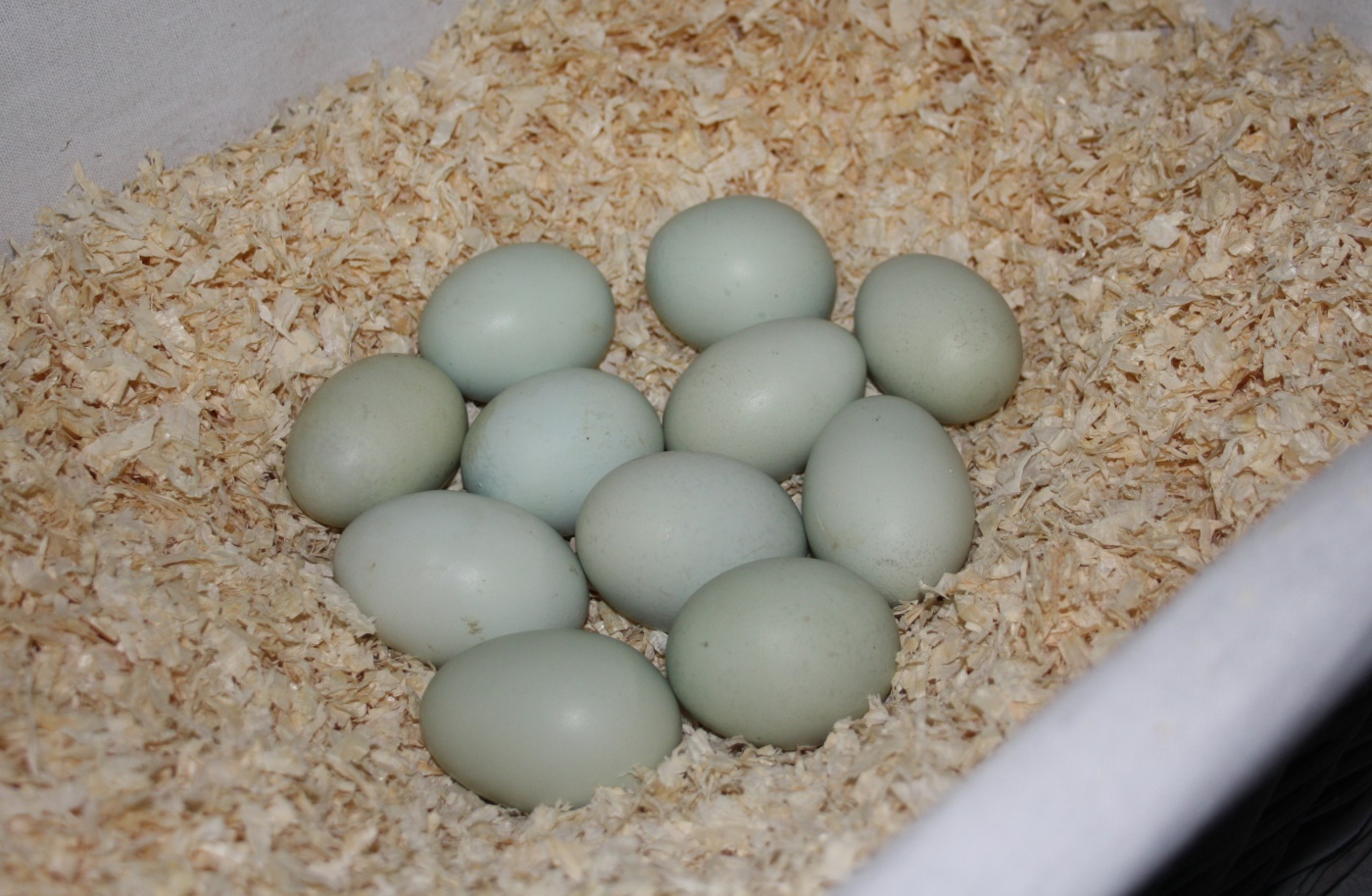 Grünleger Huhn auf einen Blick Legeleistung, Haltung und Tipp