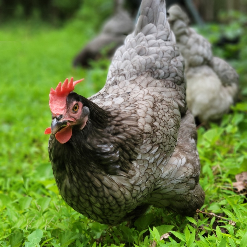 Legehühner-Rassen Archiv - Menü