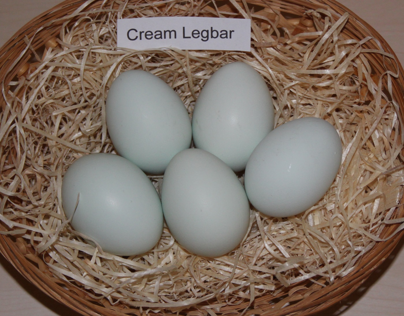 Blauleger Hühner - Diese Rassen legen blaue Eier!