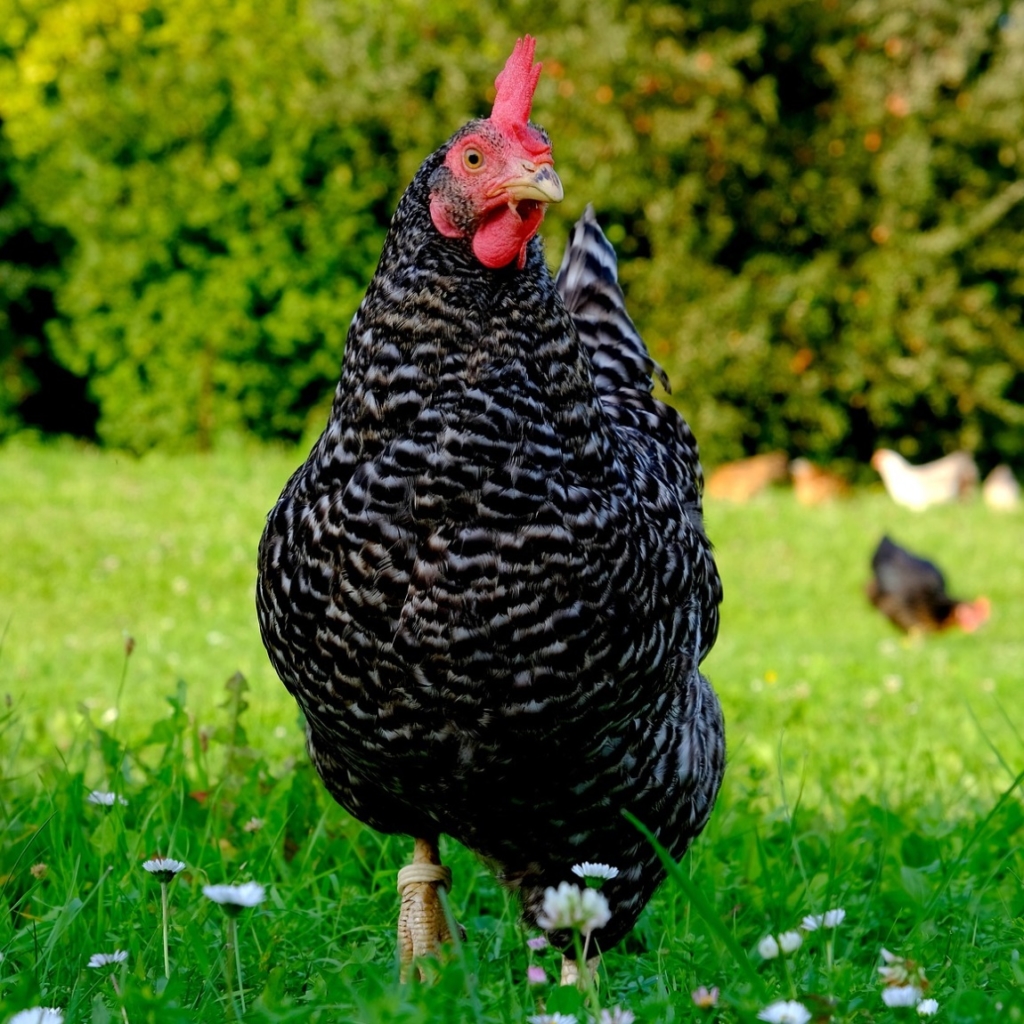 Legehühner-Rassen Archiv - Menü