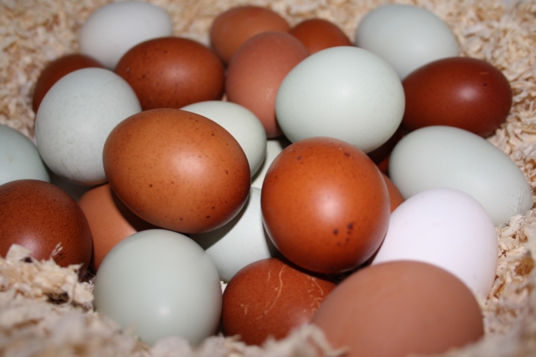 Blauleger Hühner - Diese Rassen legen blaue Eier!