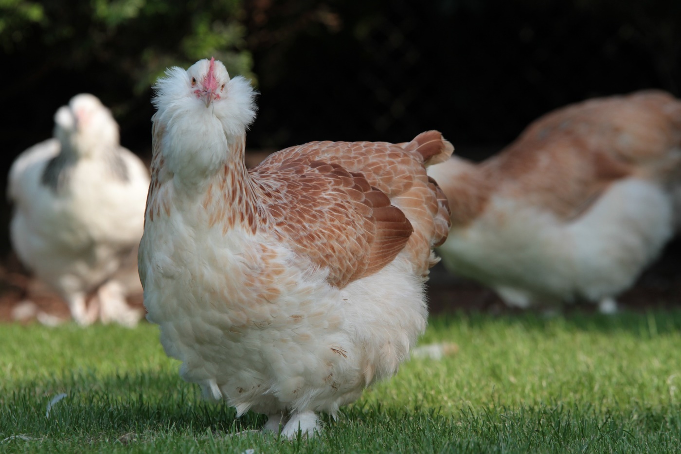 Welche Hühner sind winterfest? - Diese 10 Rassen eignen sich!