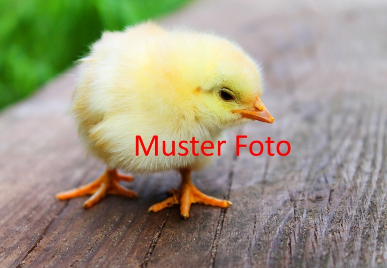 Altsteirer Huhn im Portrait: Legeleistung und Besonderheiten der Haltung