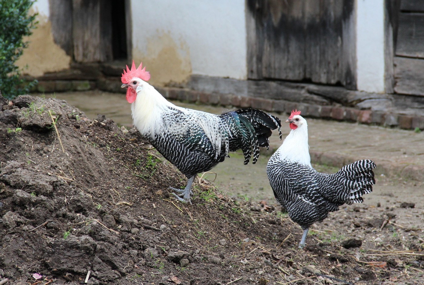 Brakel Huhn im Portrait: Legeleistung und Besonderheiten in der Haltung
