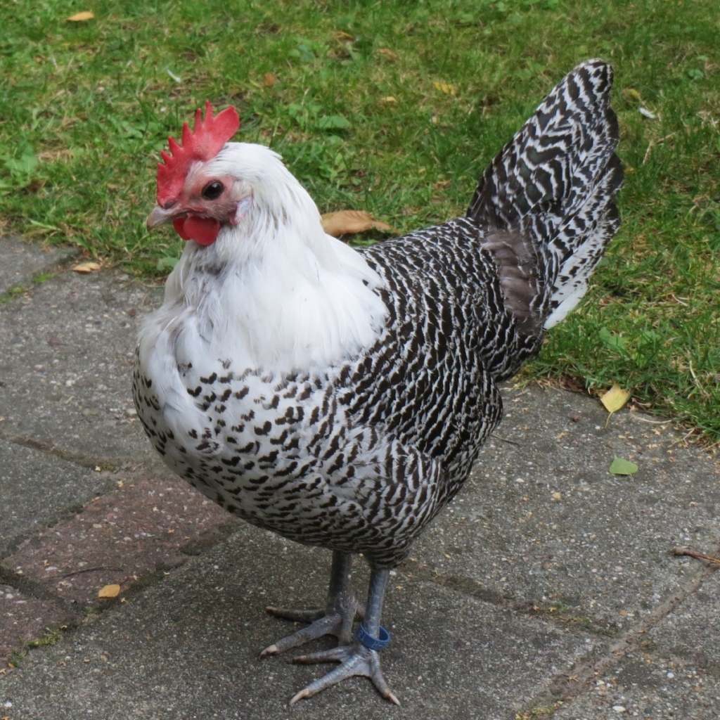 Blausperber Hühner - Ein leistungsstarker Hybrid für das Freiland