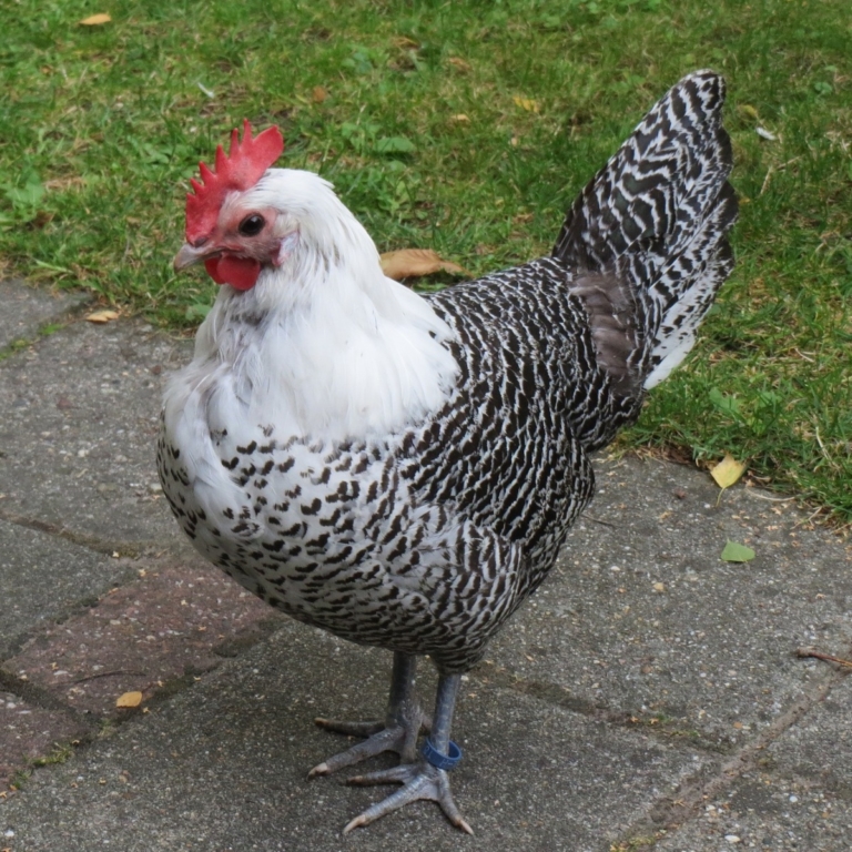 Rheinländer Huhn Portrait: Legeleistung und Besonderheiten der Haltung