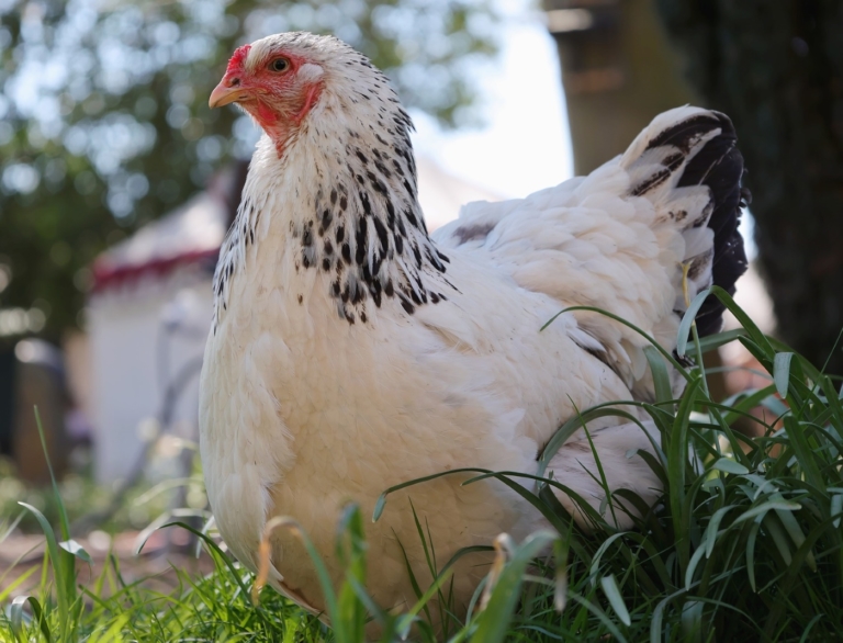 Goldsperber Huhn auf einen Blick Legeleistung, Haltung und Tipp