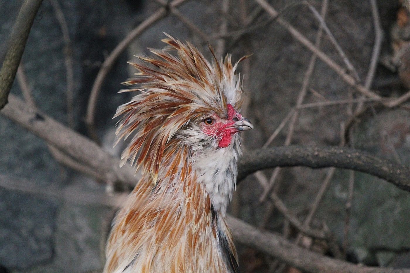 Paduaner Huhn Portrait: Legeleistung und Besonderheiten in der Haltung