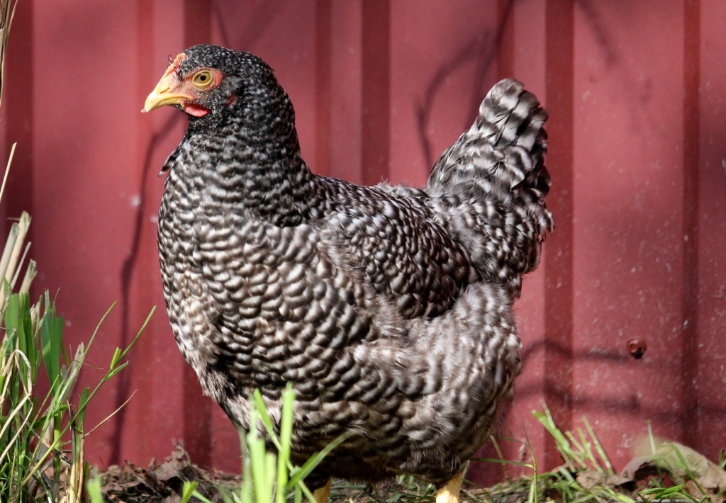 Paduaner Huhn Portrait: Legeleistung und Besonderheiten in der Haltung