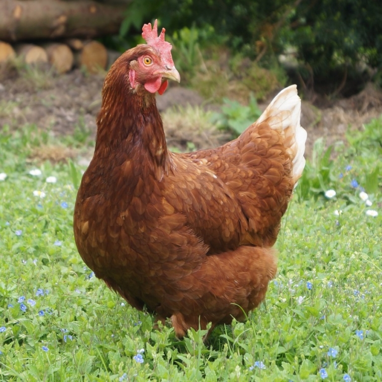 Wie alt werden Hühner? - Lebenserwartung von Rasse und Hybrid!